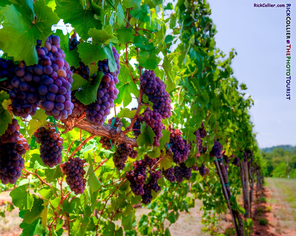» God’s Vineyard